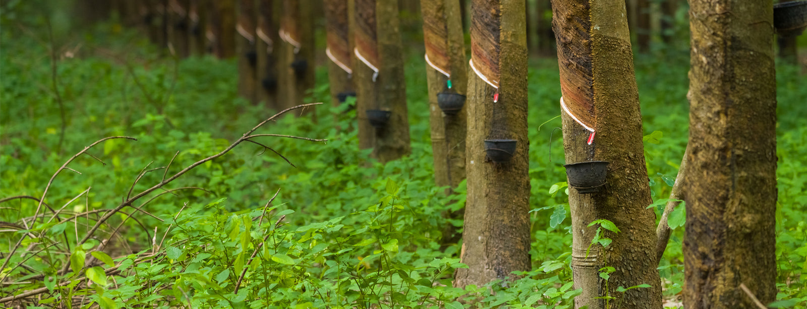 LaGrande - monarchplank