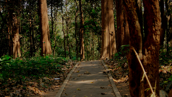 True Teak Introduction - monarchplank